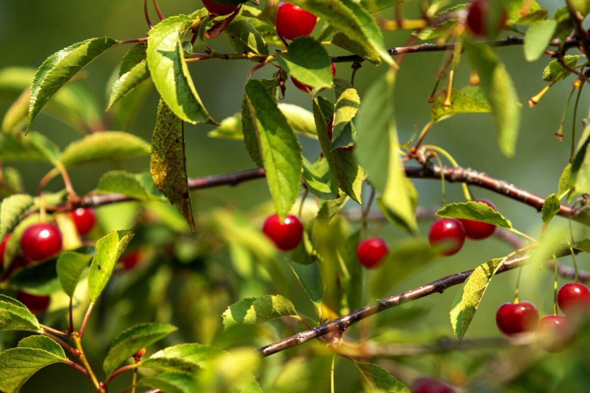 About Us – West Michigan Research Station