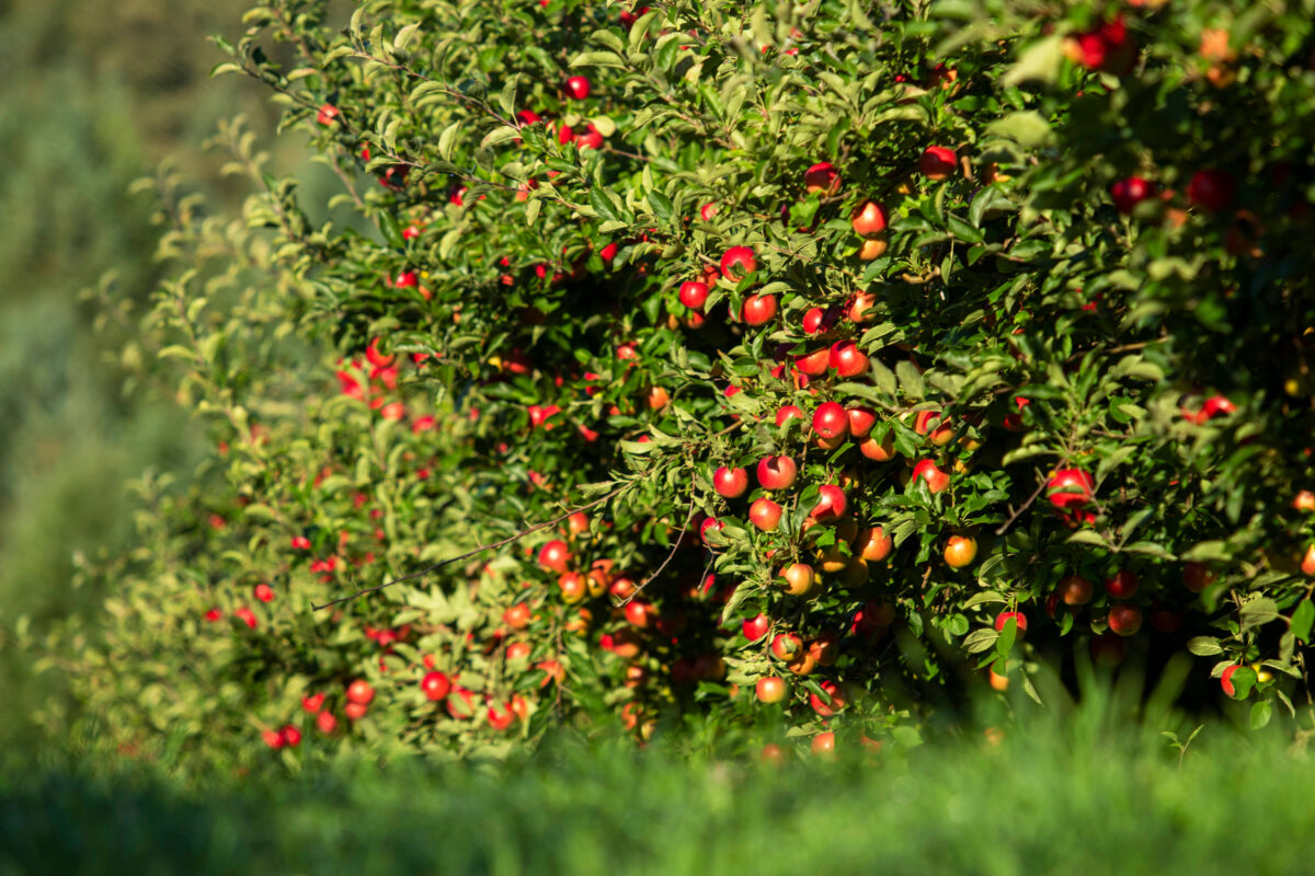 West Michigan Research Station